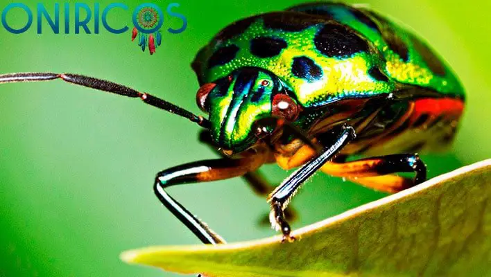 SOÑAR con INSECTOS - Interpretación de Sueños