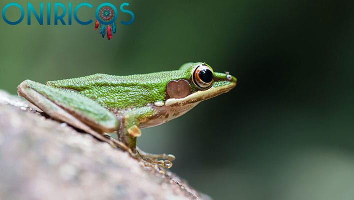 SOÑAR con una RANA - Interpretación de Sueños
